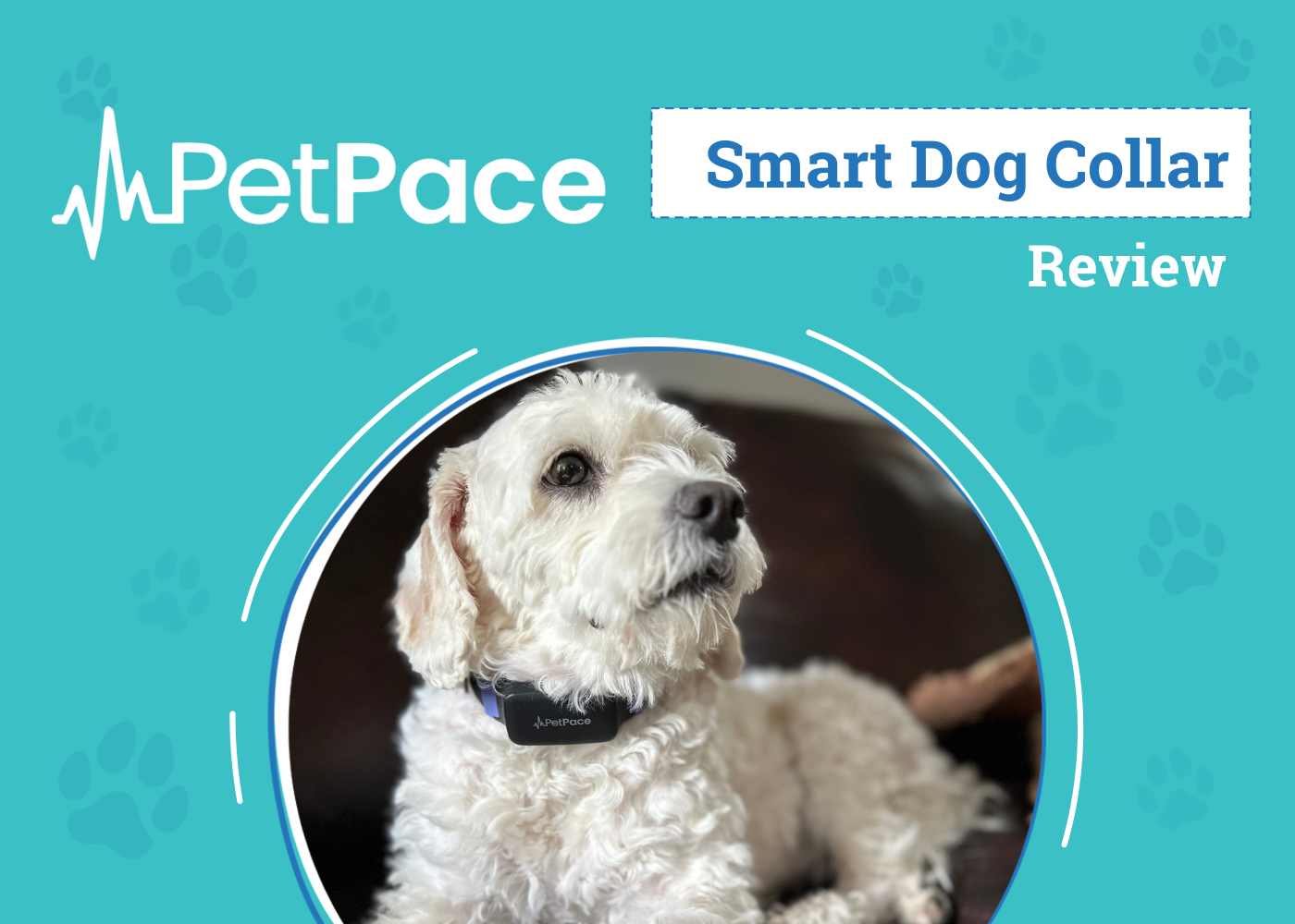 PetPace 2.0 Smart Collar Review 2024: An Expert’s Breakdown | Dogster | PetPace