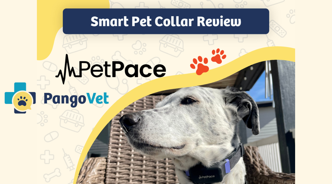 PetPace Dog Collar Review 2024: Our Expert’s Opinion | PangoVet | PetPace